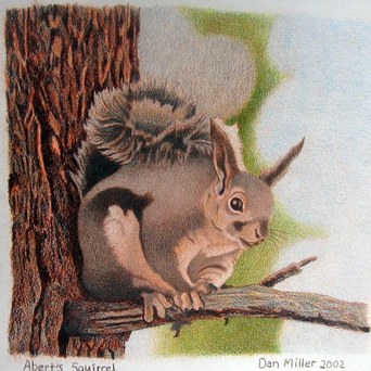 Gallery of Drawings - Dan Miller Art